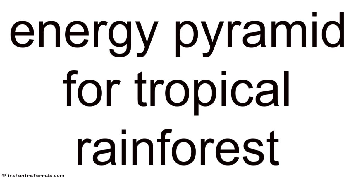 Energy Pyramid For Tropical Rainforest
