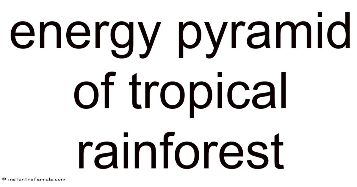 Energy Pyramid Of Tropical Rainforest