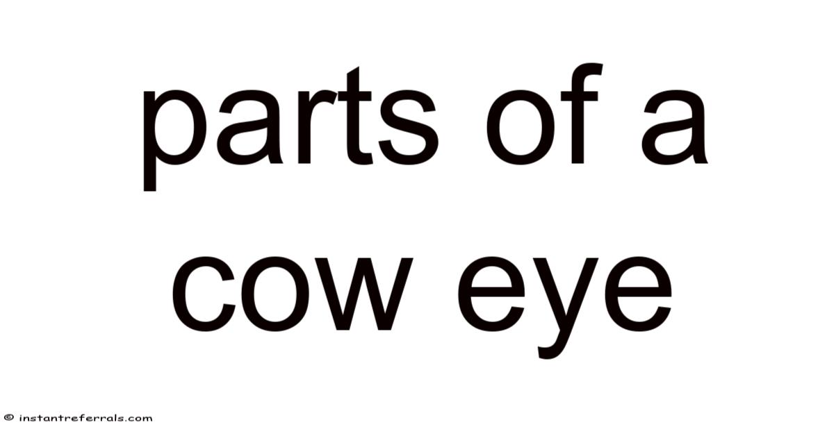 Parts Of A Cow Eye