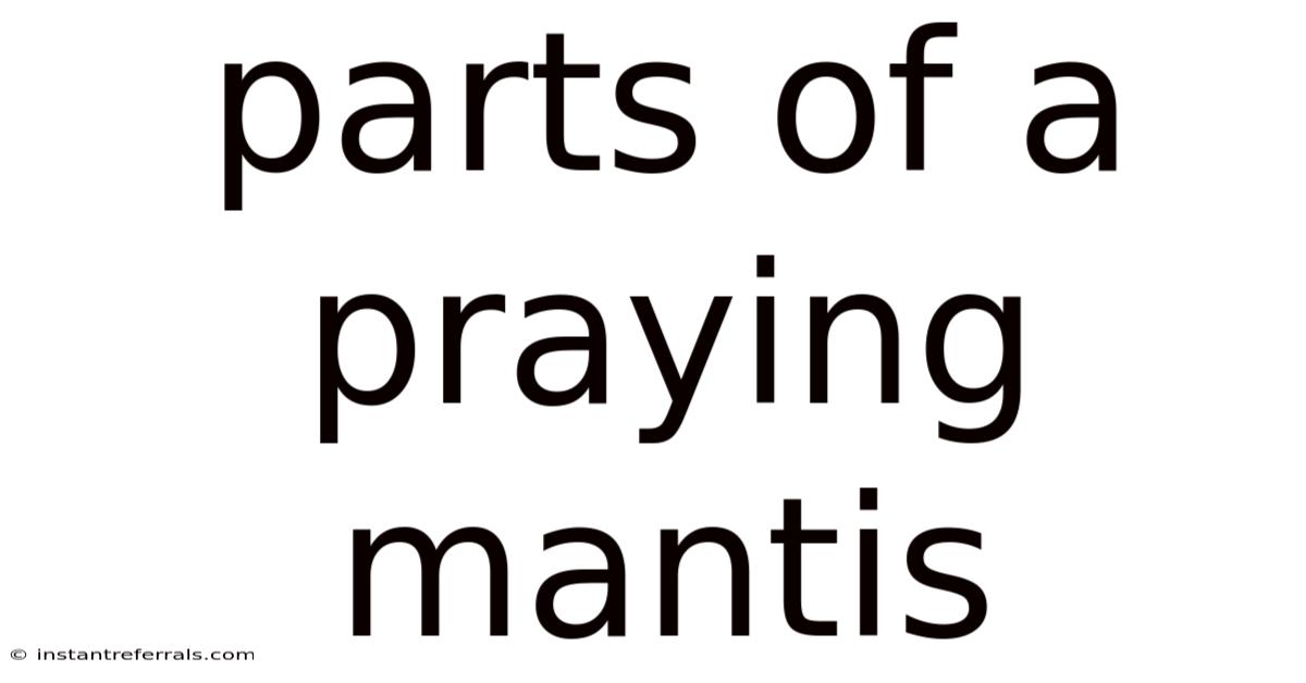 Parts Of A Praying Mantis