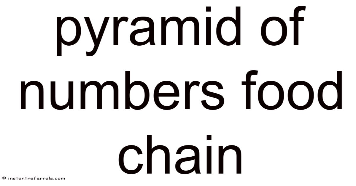 Pyramid Of Numbers Food Chain