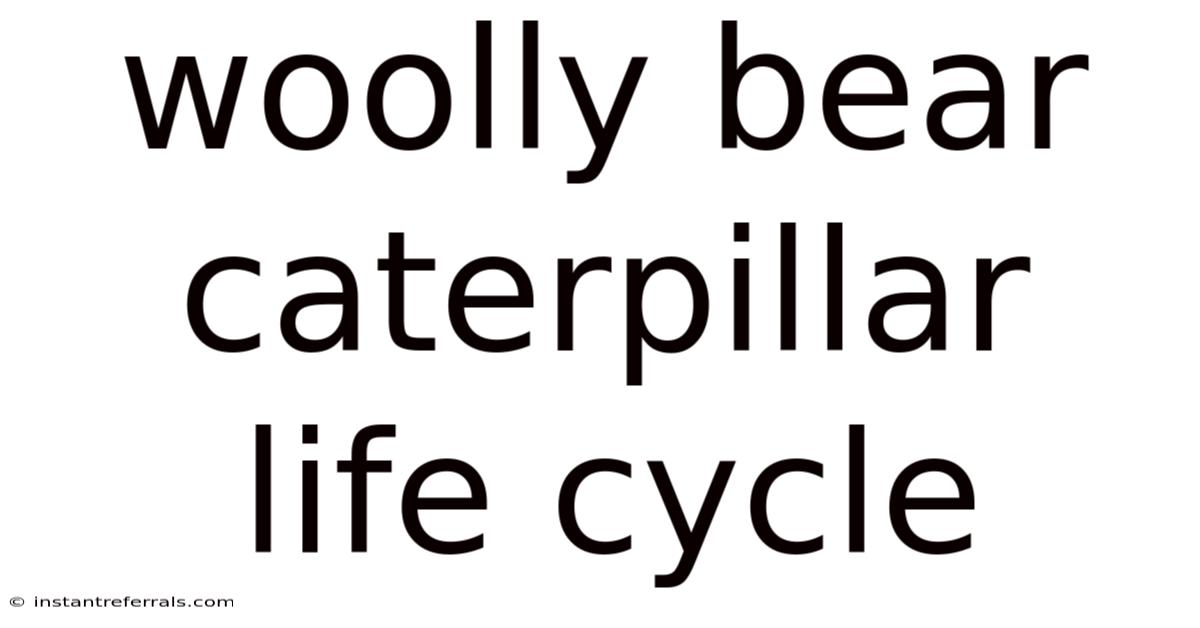 Woolly Bear Caterpillar Life Cycle